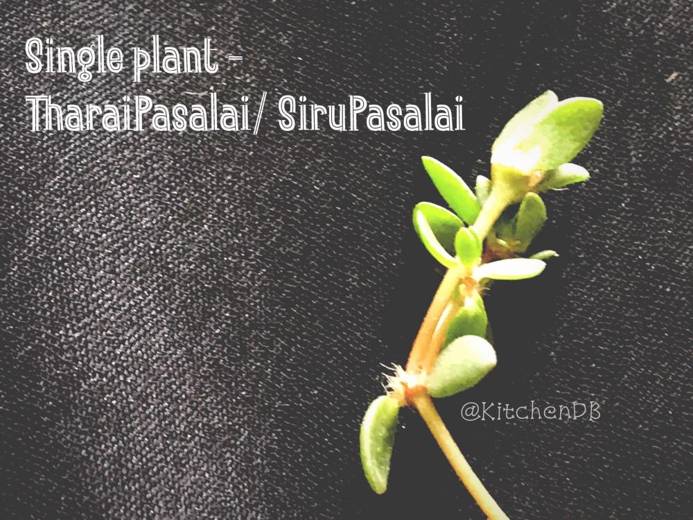TharaiPasalai / SiruPasalai Keerai Paruppu Kadayal – KitchenDB – My ...
